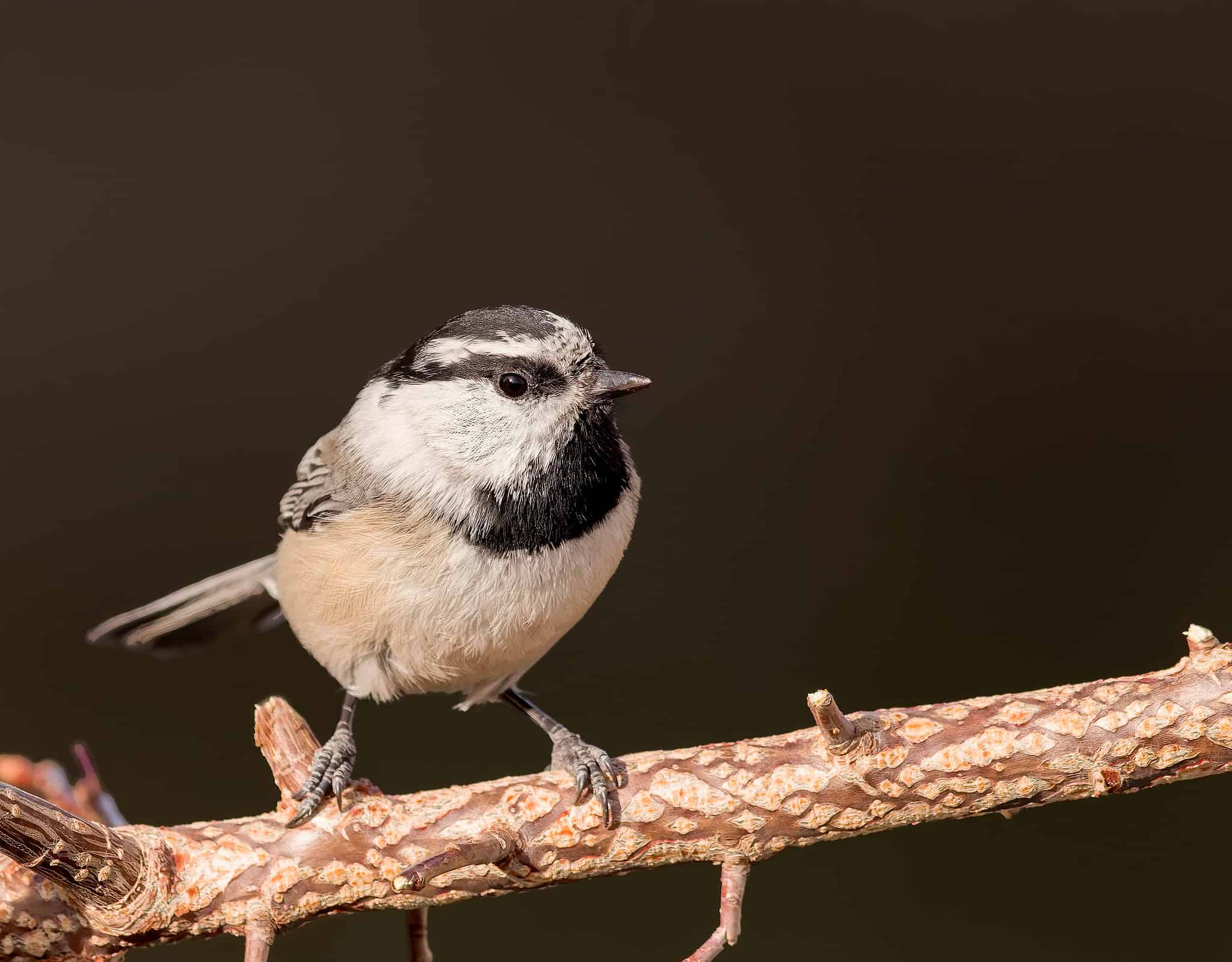 Wildlife Watching in Arches National Park: Animals You’ll Encounter - A ...