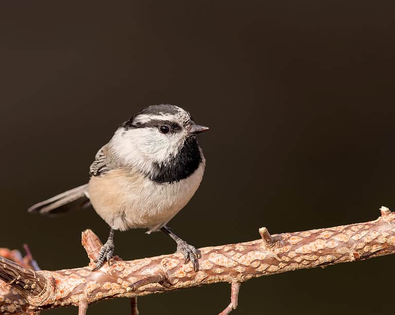 Every Animal You’ll Spot in Yellowstone National Park - A-Z Animals