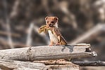 10 Incredible Weasel Facts - A-Z Animals
