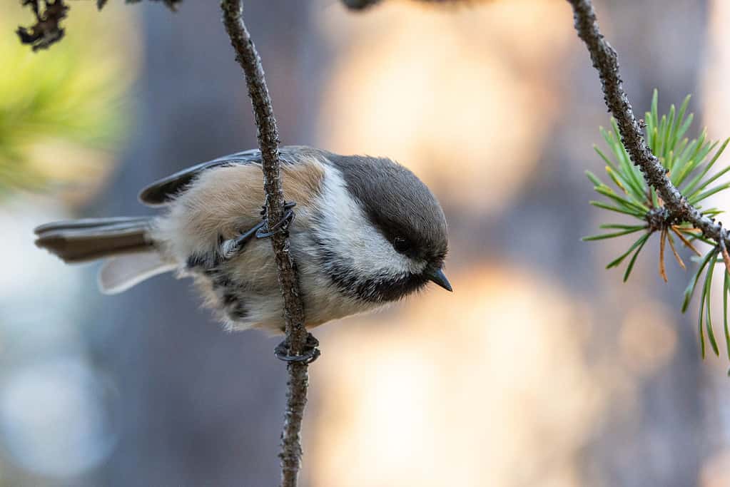 Where Do Chickadees Nest? - A-Z Animals