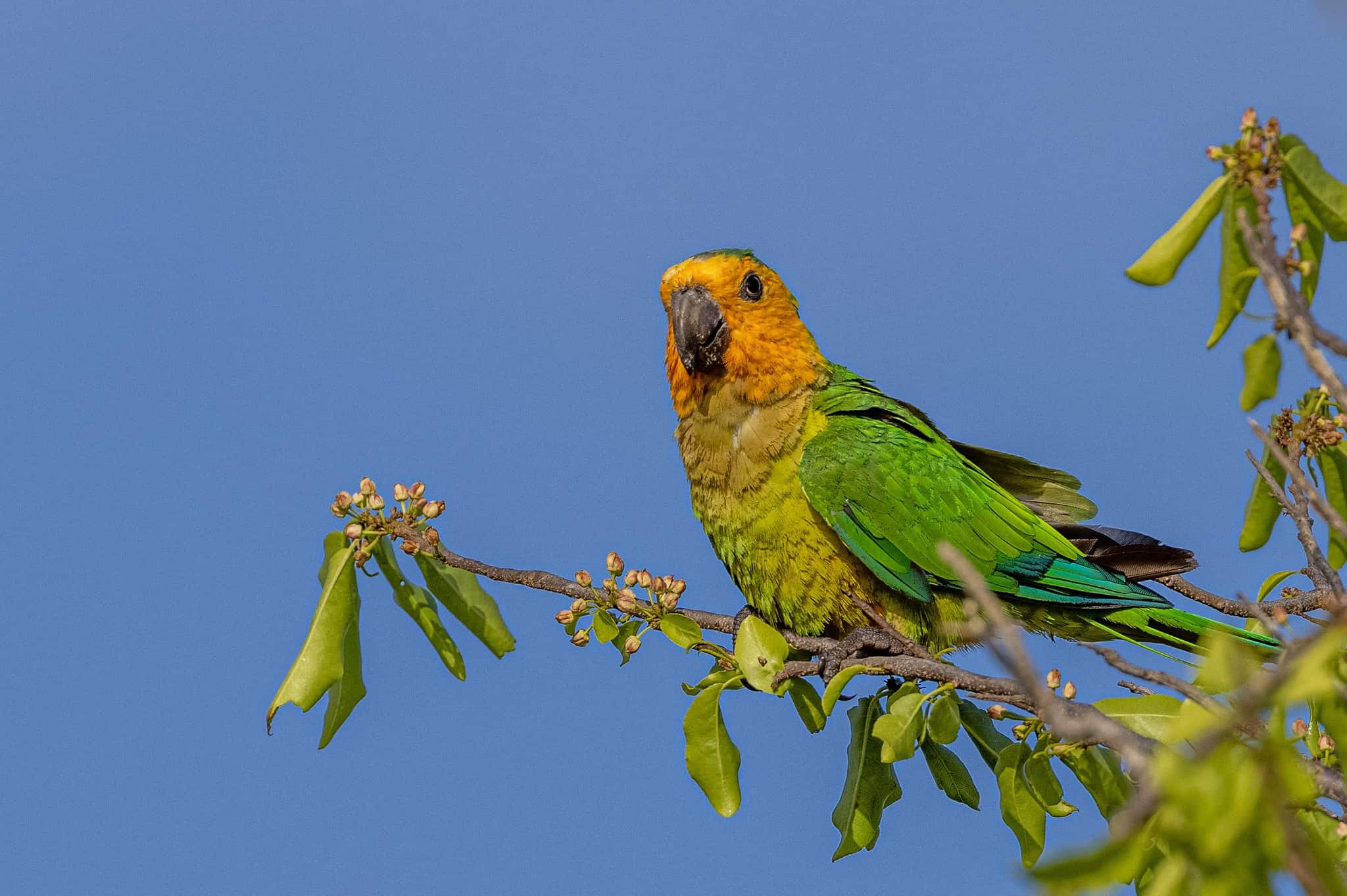Parakeet Colors: Rarest to Most Common