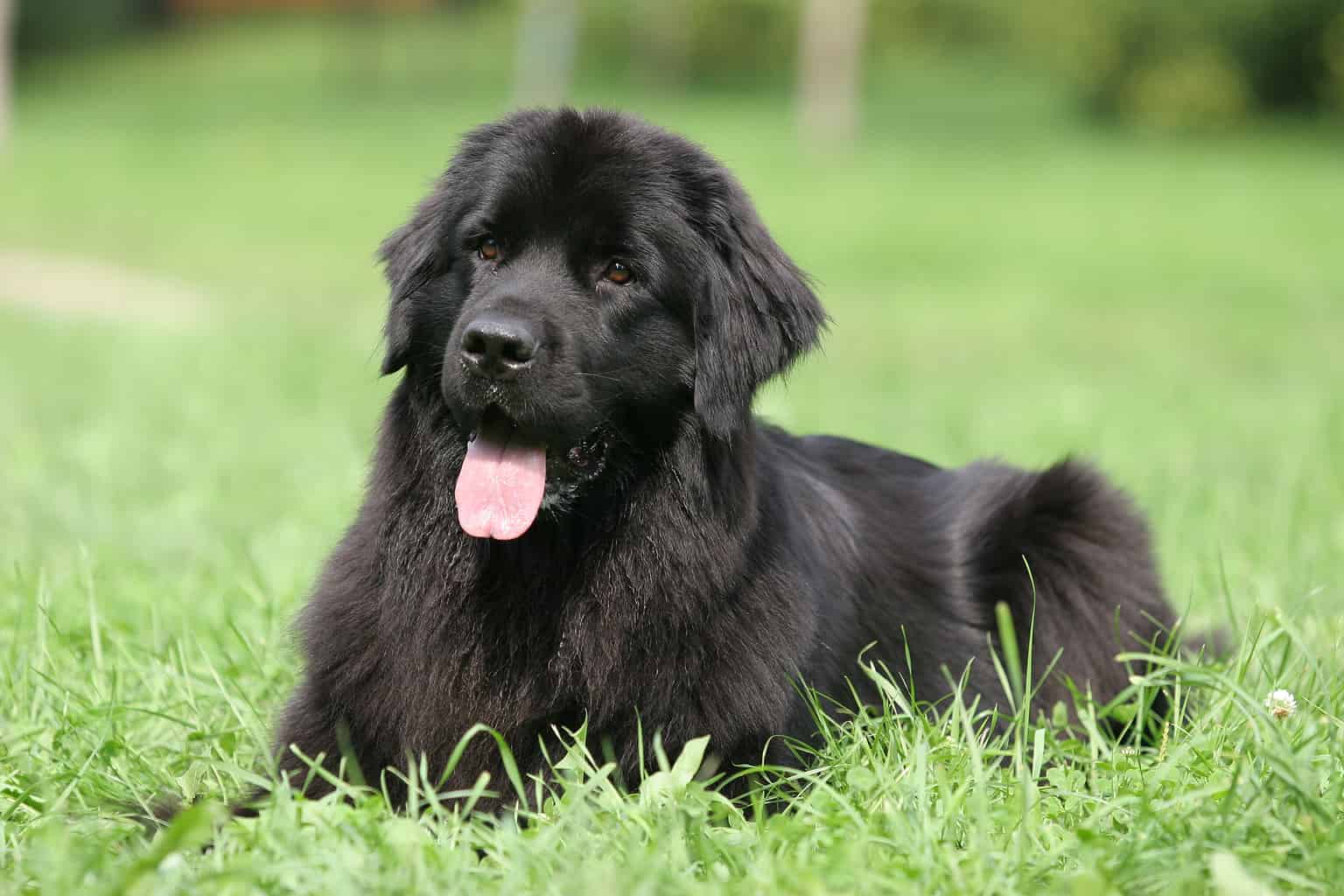 Newfoundland Colors: Rarest to Most Common - A-Z Animals