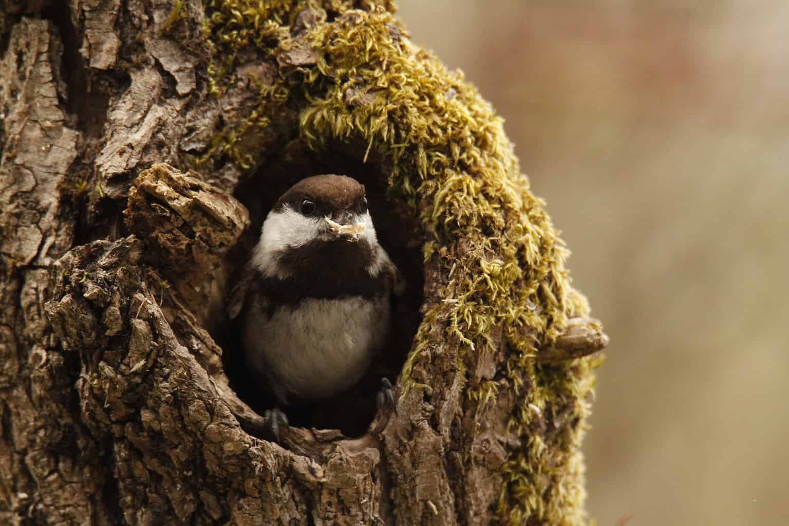 Chestnut-Backed Chickadee: Identification, Common Locations, Diet, and ...