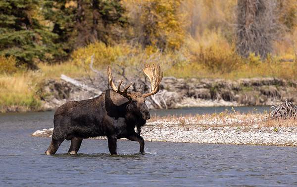 What's in the Kuskokwim River and Is It Safe to Swim In? - A-Z Animals