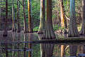 The 23 Most Iconic Trees Native to Indiana - A-Z Animals