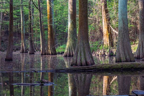 The 23 Most Iconic Trees Native to Indiana - A-Z Animals