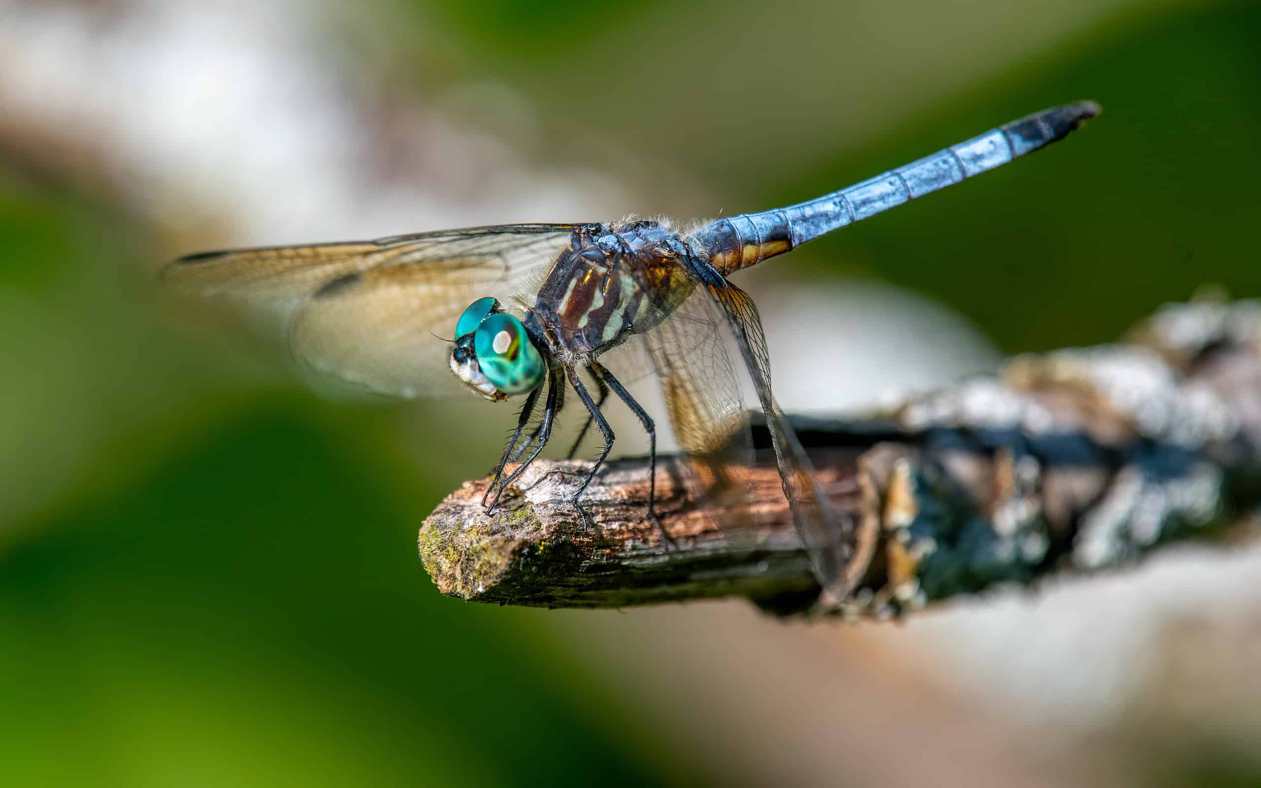 Do Dragonflies Have Teeth? The Truth Revealed - A-Z Animals