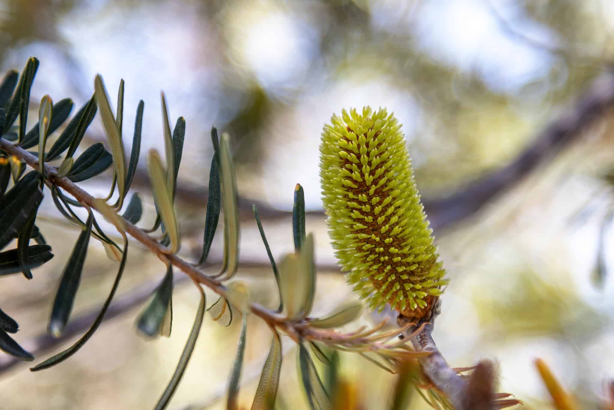 14 Amazing Flowers That Symbolize and Embody Rebirth - A-Z Animals