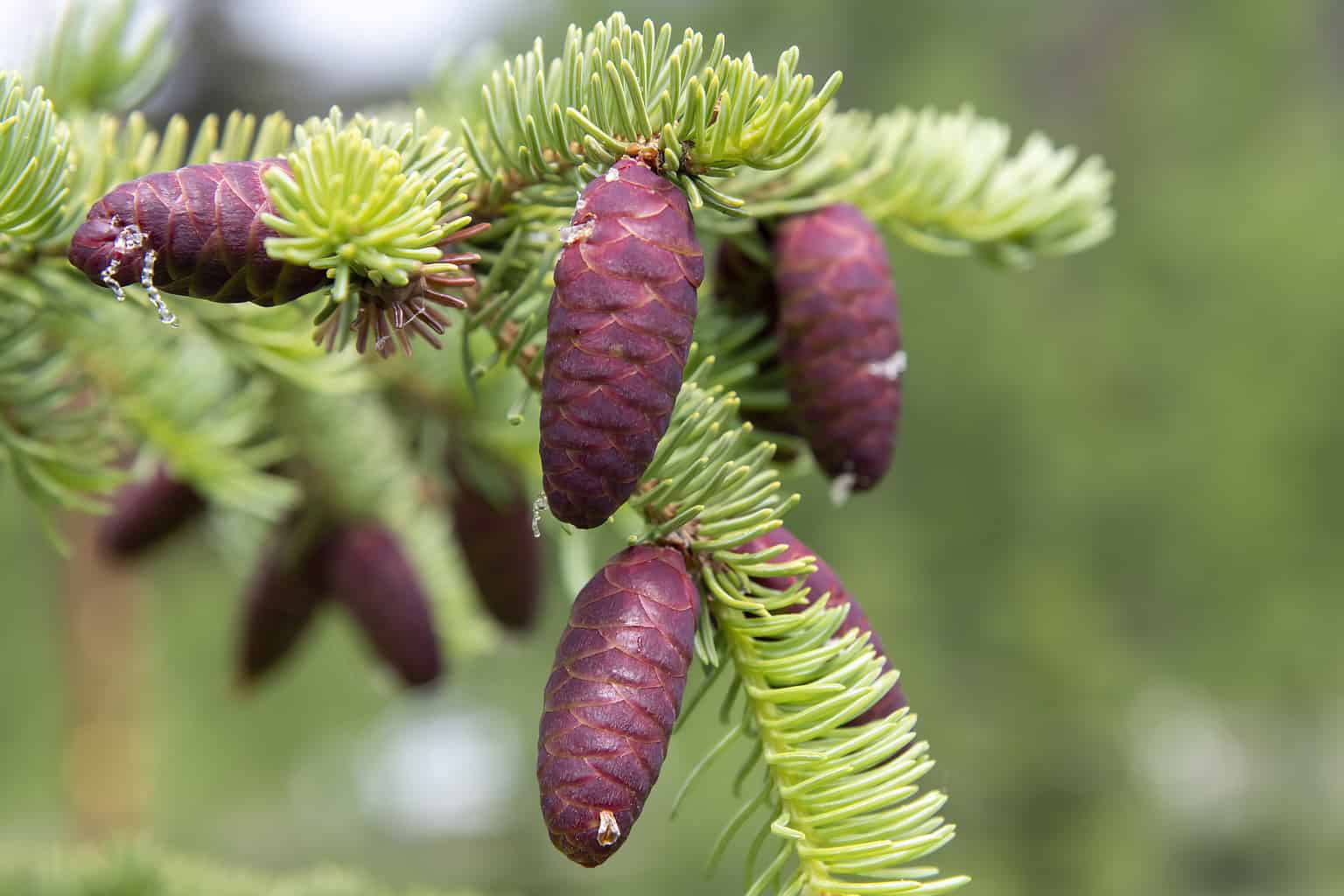 The 14 Most Iconic Trees Native to Vermont - A-Z Animals