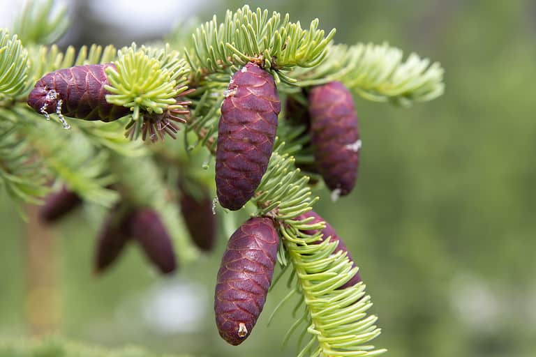 The 14 Most Iconic Trees Native to Vermont - A-Z Animals
