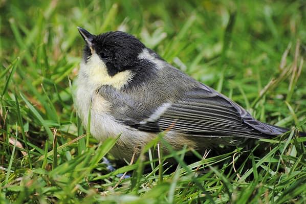 Baby Bird Care: What to Do If You Find a Baby Bird in Need - A-Z Animals