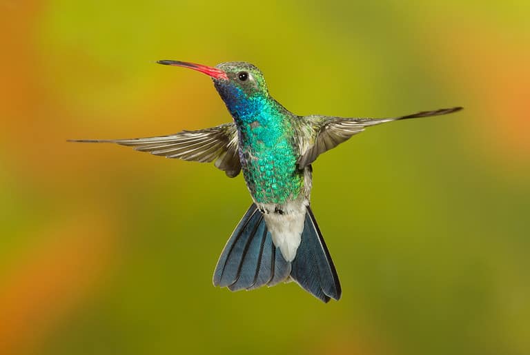 Discover When Hummingbirds Are Set to Flee Iowa - A-Z Animals