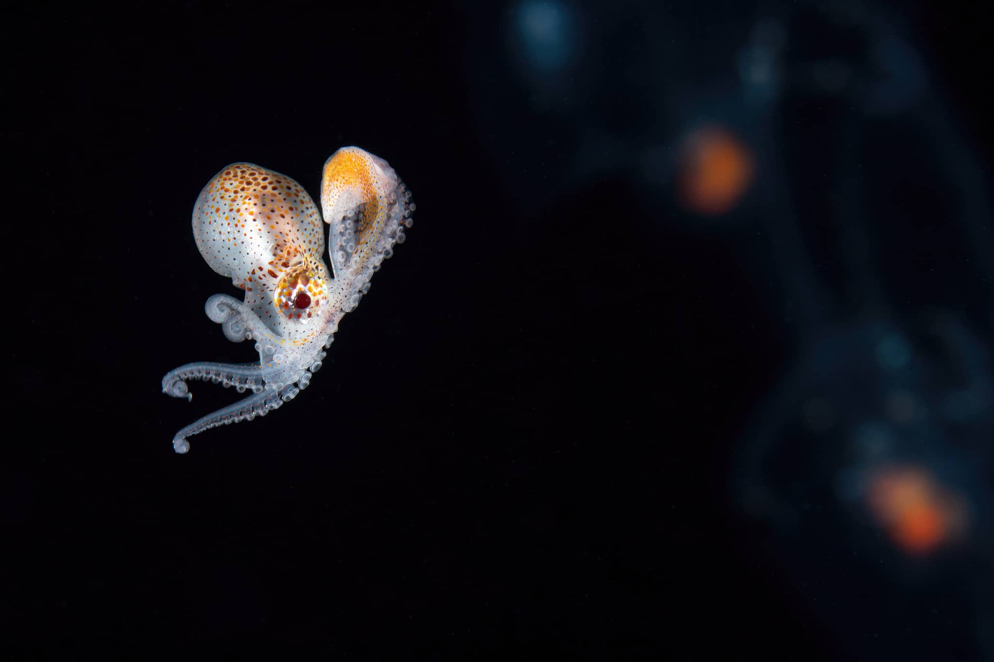 The Ninja Octopus That Uses Jellyfish Tentacles as Whips - A-Z Animals