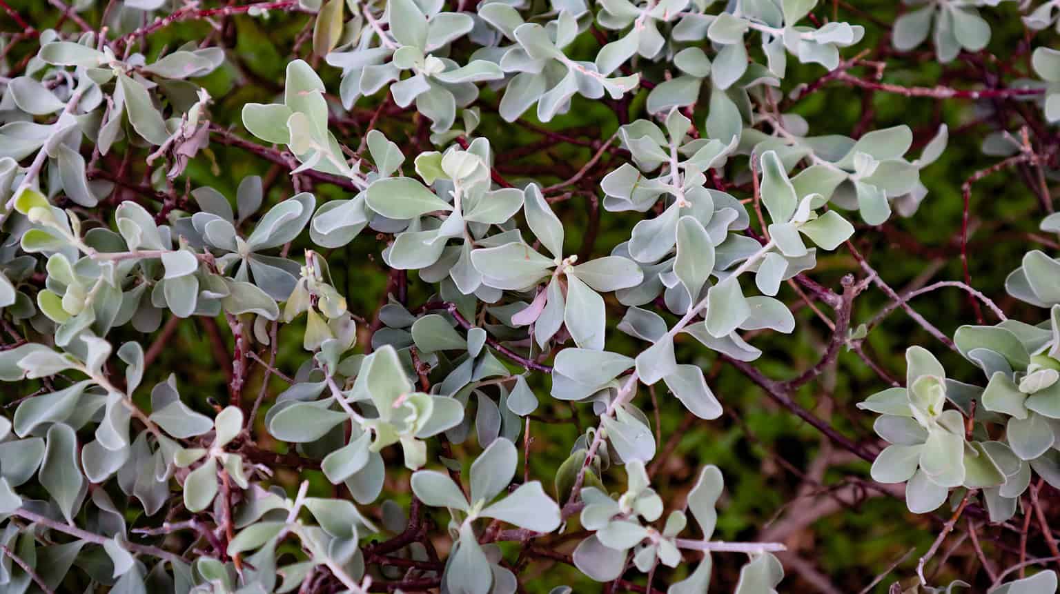 The 16 Best Shrubs to Plant in Texas (From Evergreen to Deciduous!) - A ...