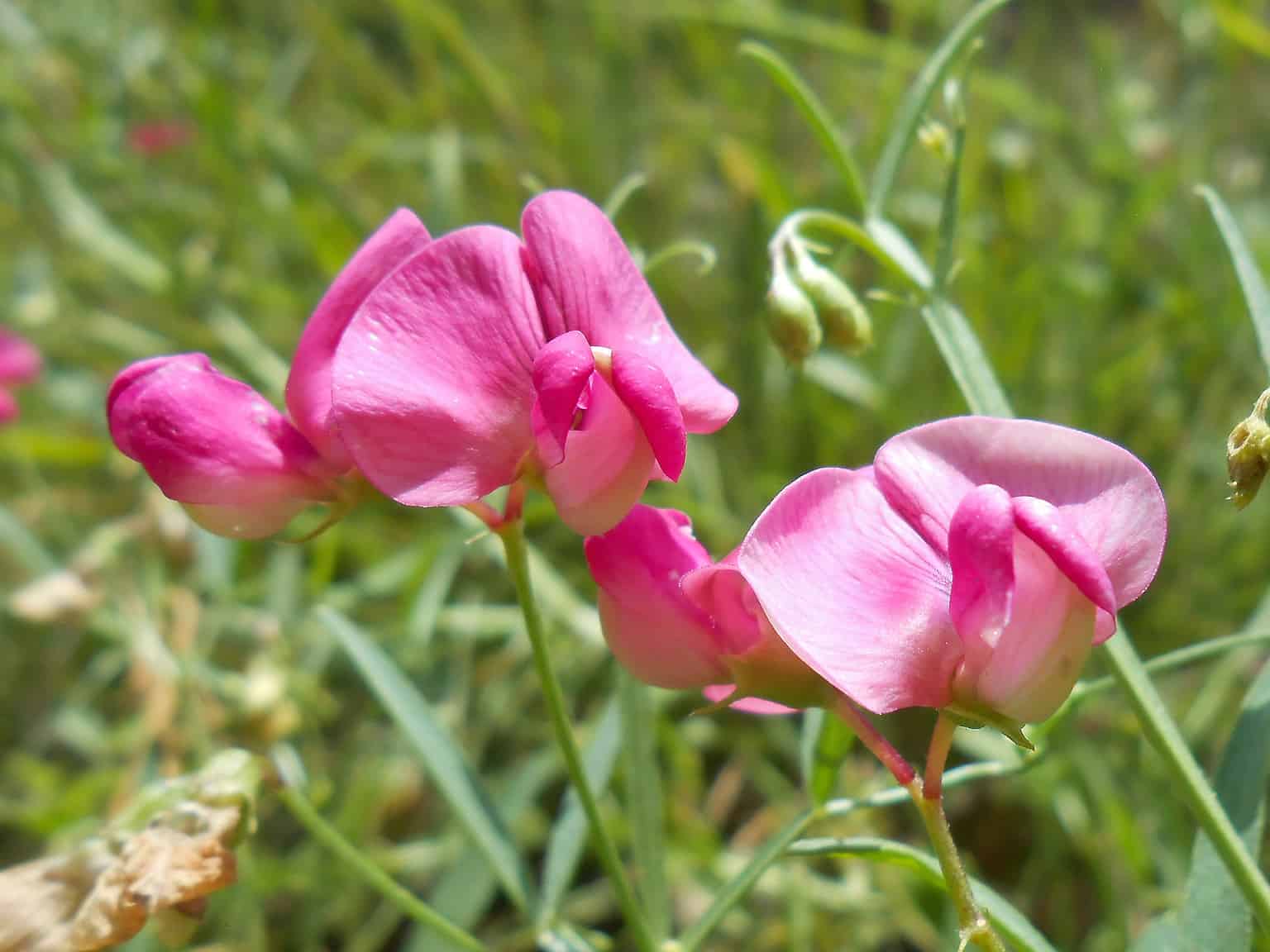 25 Vines that Grow and Thrive in the Shade - A-Z Animals