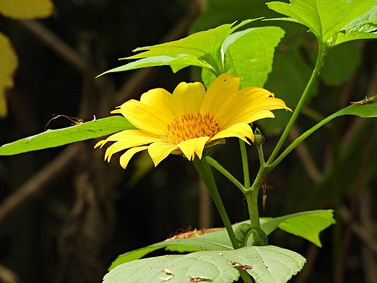 8 Flowers That Symbolize Life - A-Z Animals