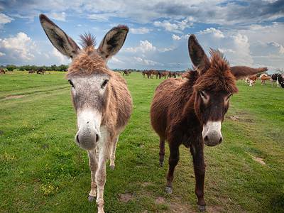Discover 13 Types of Hoofed Animals (And Why They Have Them) - A-Z Animals