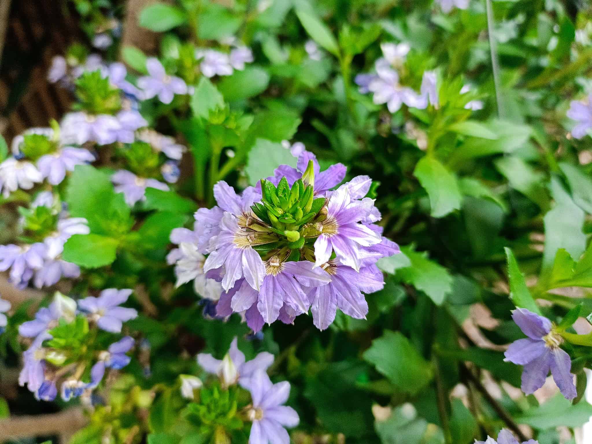 The Best Flowers to Plant in Alabama: 14 Flowers for a Vibrant Bloom ...