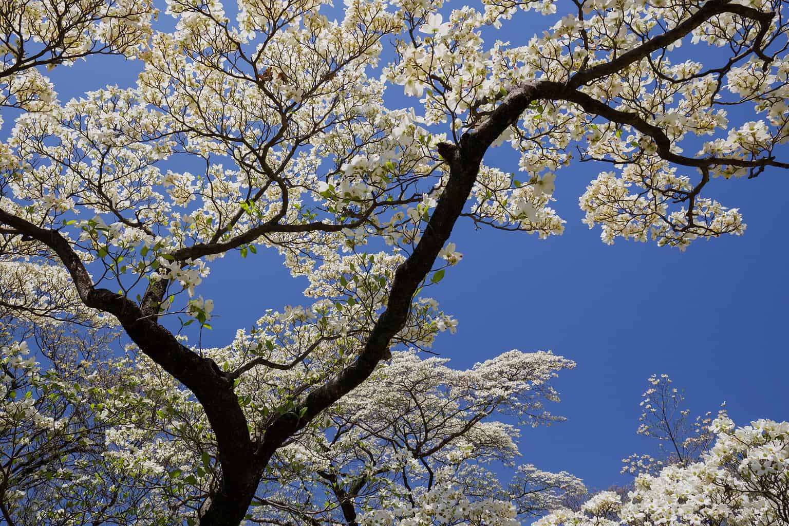 The Best 15 Flowering Trees for Ohio Yards - A-Z Animals