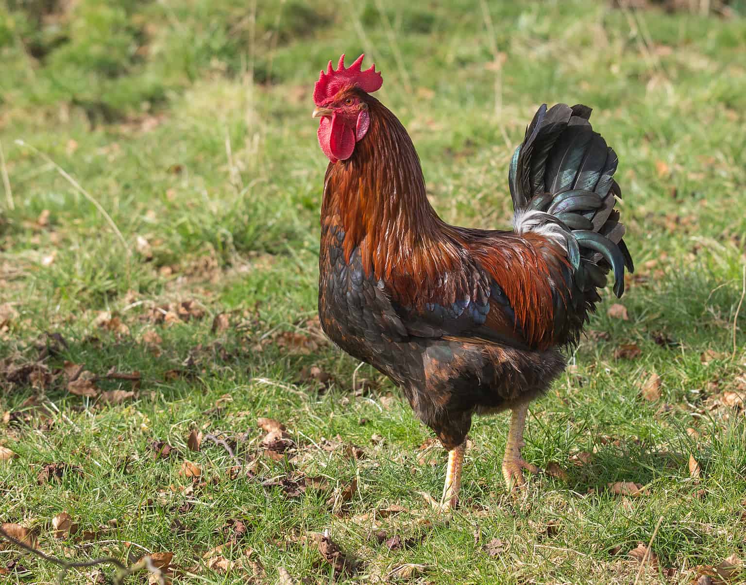 Discover 20 Different Types of Roosters (and What Makes Each Unique ...