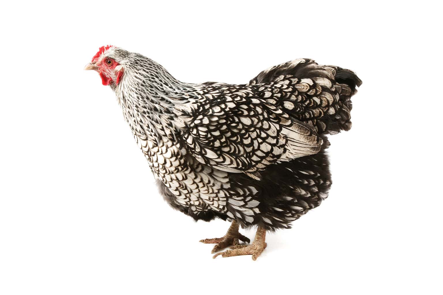 Chicken Colors: Rarest to Most Common - A-Z Animals