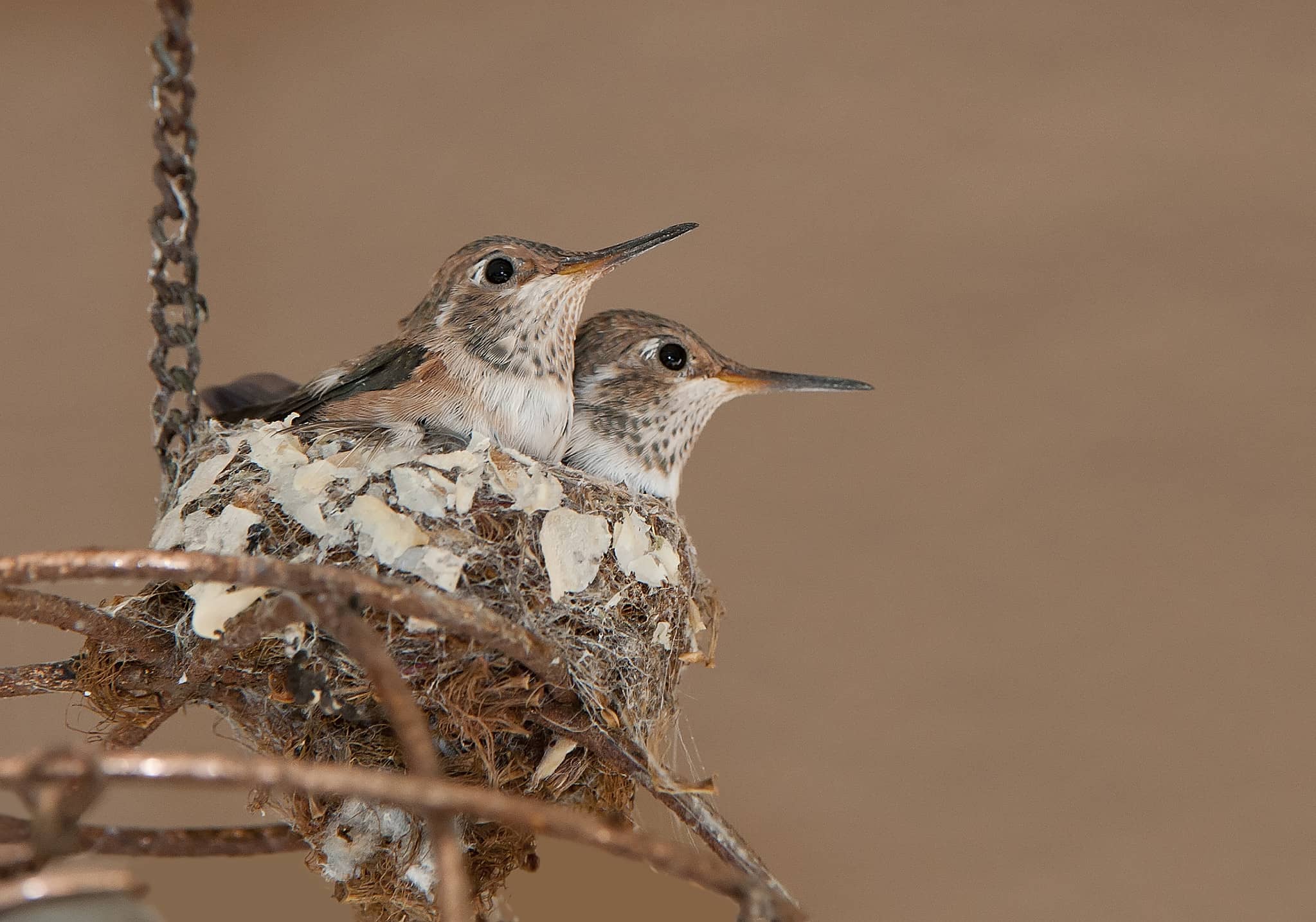 Discover What Really Happens to Hummingbirds If They Stop Flying - A-Z ...