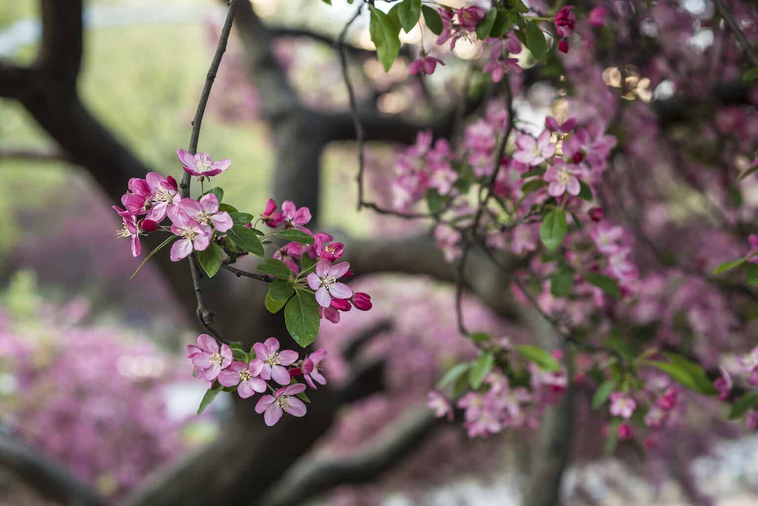 The Best 14 Flowering Trees for Ohio Yards - A-Z Animals