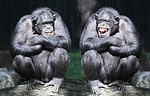 Meet the Most Social Animals Still Roaming the Planet Today - A-Z Animals