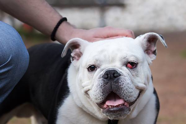 The 8 Most Common Health Problems in English Bulldogs - A-Z Animals