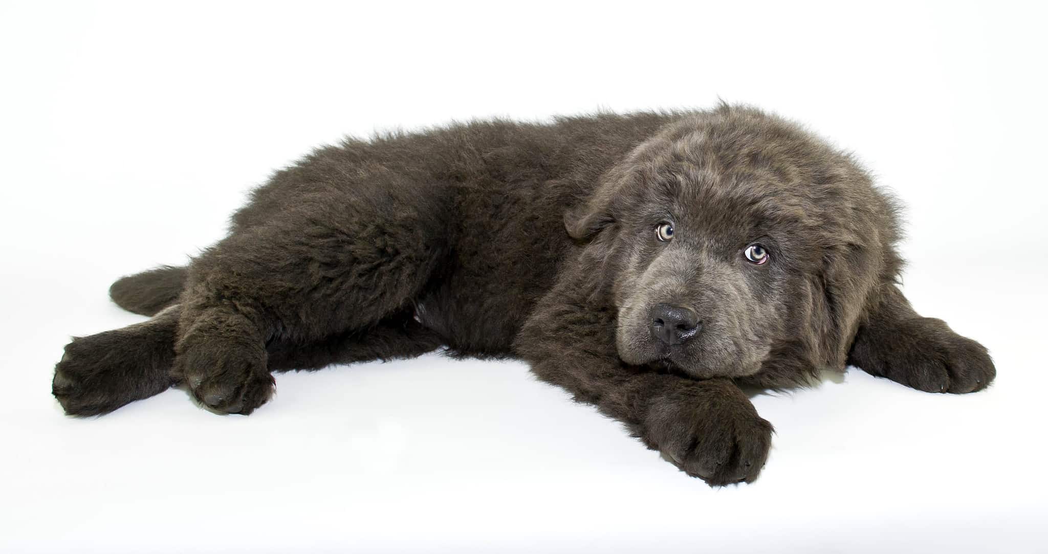 Newfoundland Colors: Rarest to Most Common - A-Z Animals