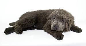 Newfoundland Colors: Rarest to Most Common - A-Z Animals