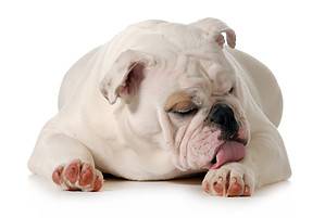 The 8 Most Common Health Problems in English Bulldogs - A-Z Animals