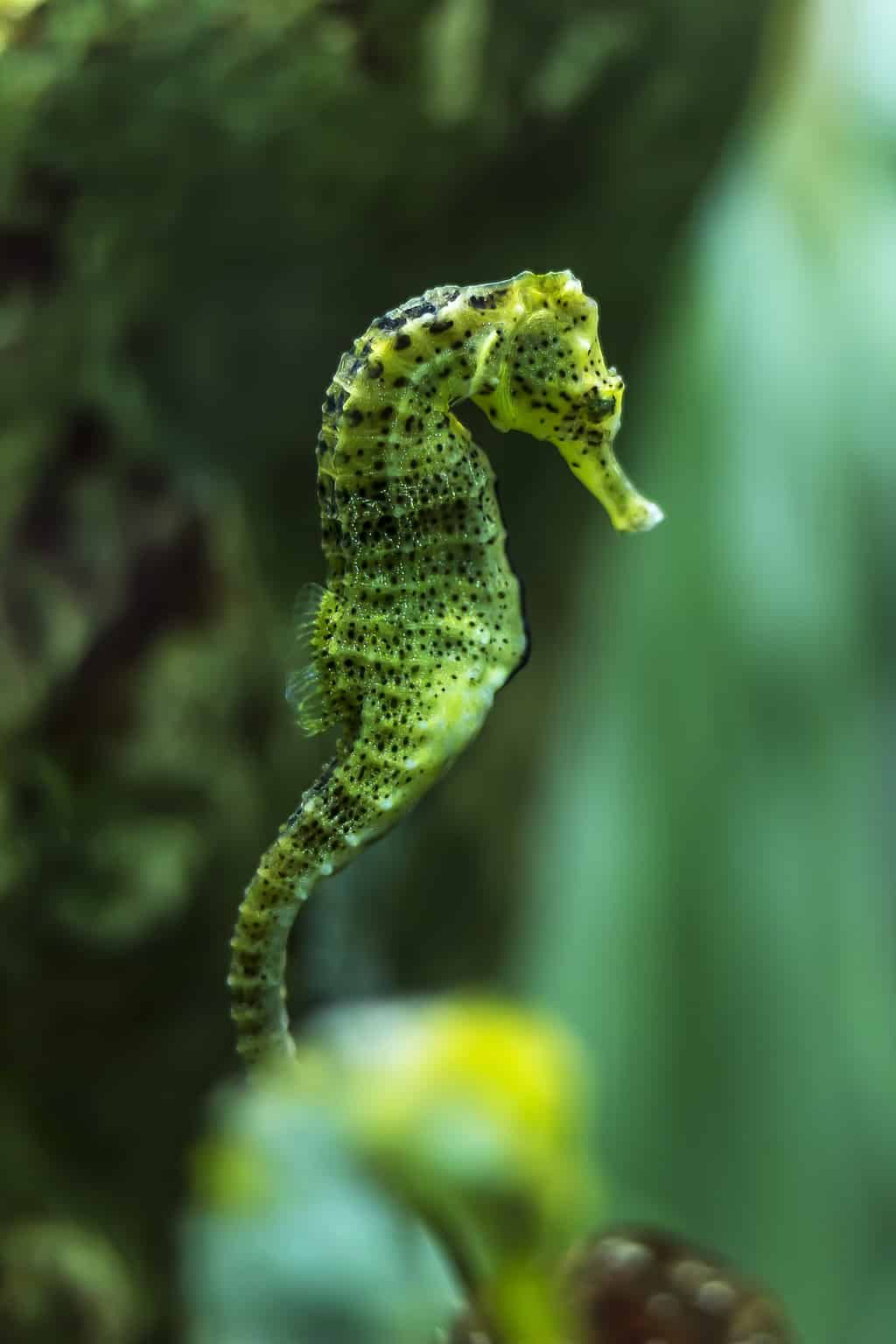 Discover 10 Different Seahorse Colors: Rarest to Most Common