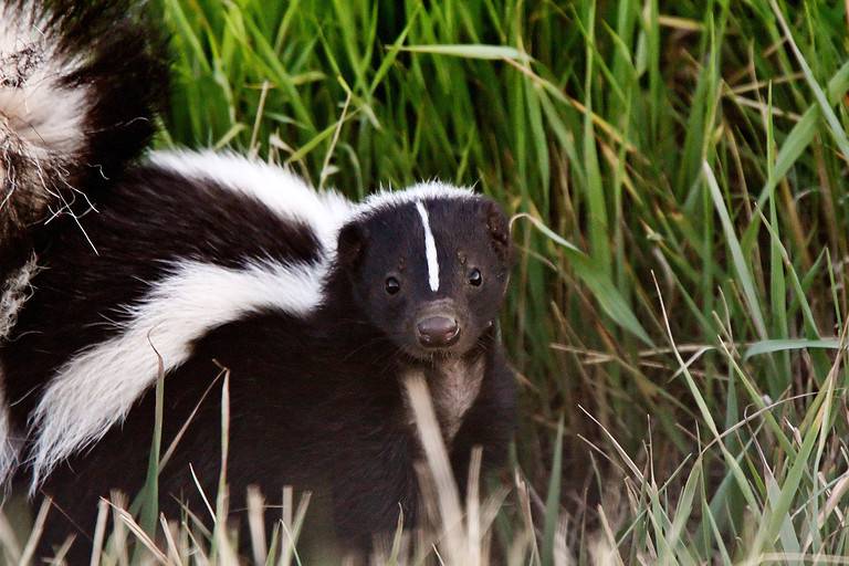 Where Do Skunks Nest and Make Their Dens? - A-Z Animals