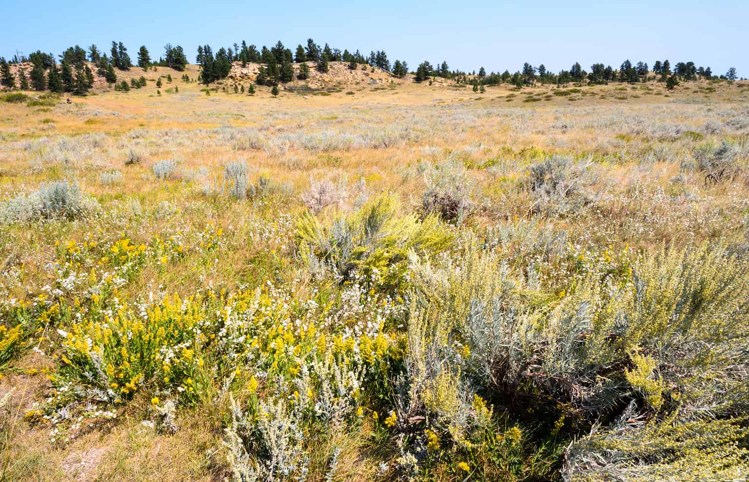 The Largest State Parks in Montana - A-Z Animals