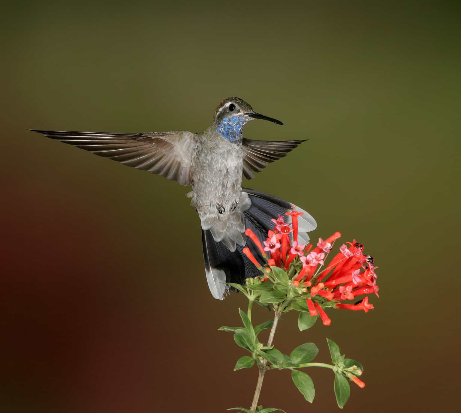 Hummingbirds in California: 13 Types and the Plants to Attract Them - A ...
