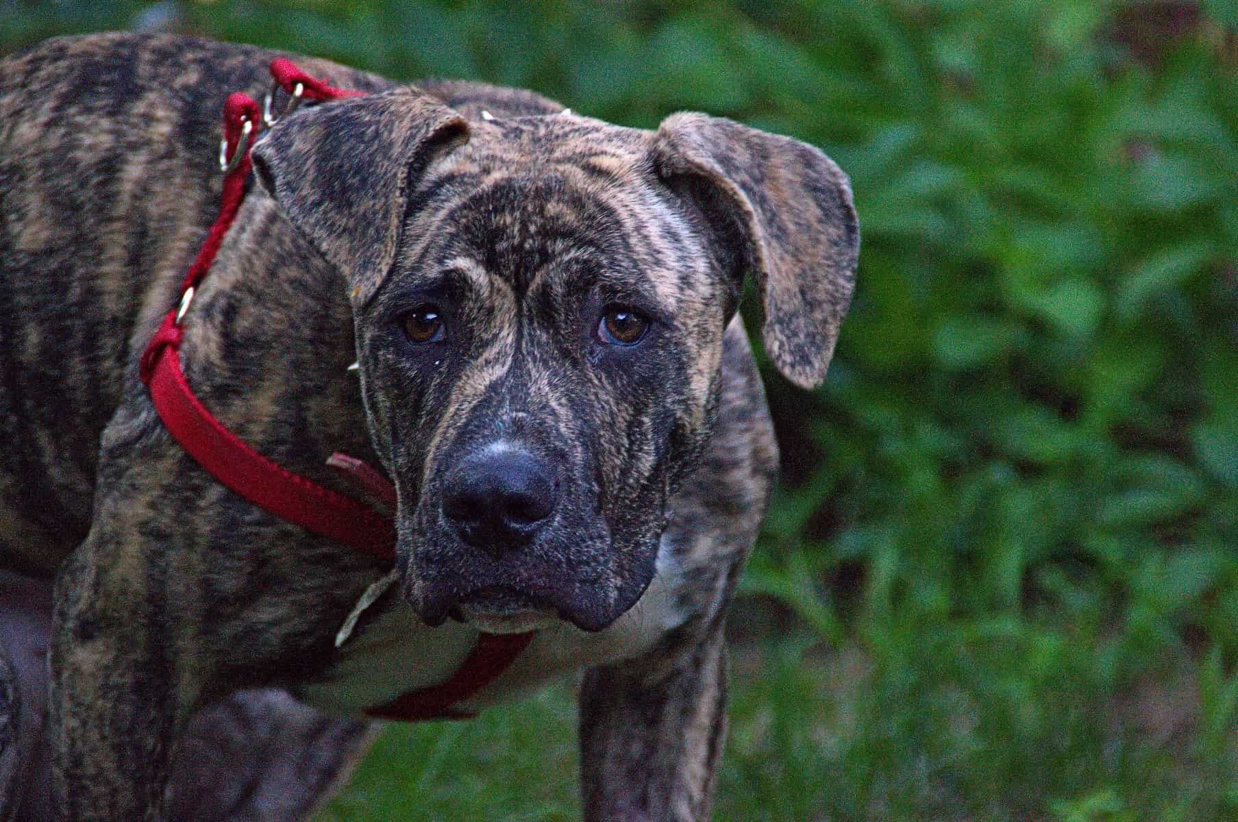 Are Pit Bulls a Breed of Dog or Something Else Entirely? - A-Z Animals