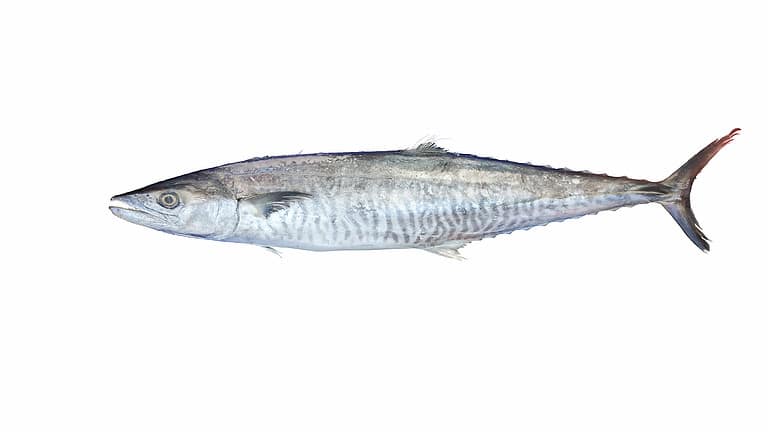 14 Biggest Trophy Fish Every Caught in Louisiana - A-Z Animals