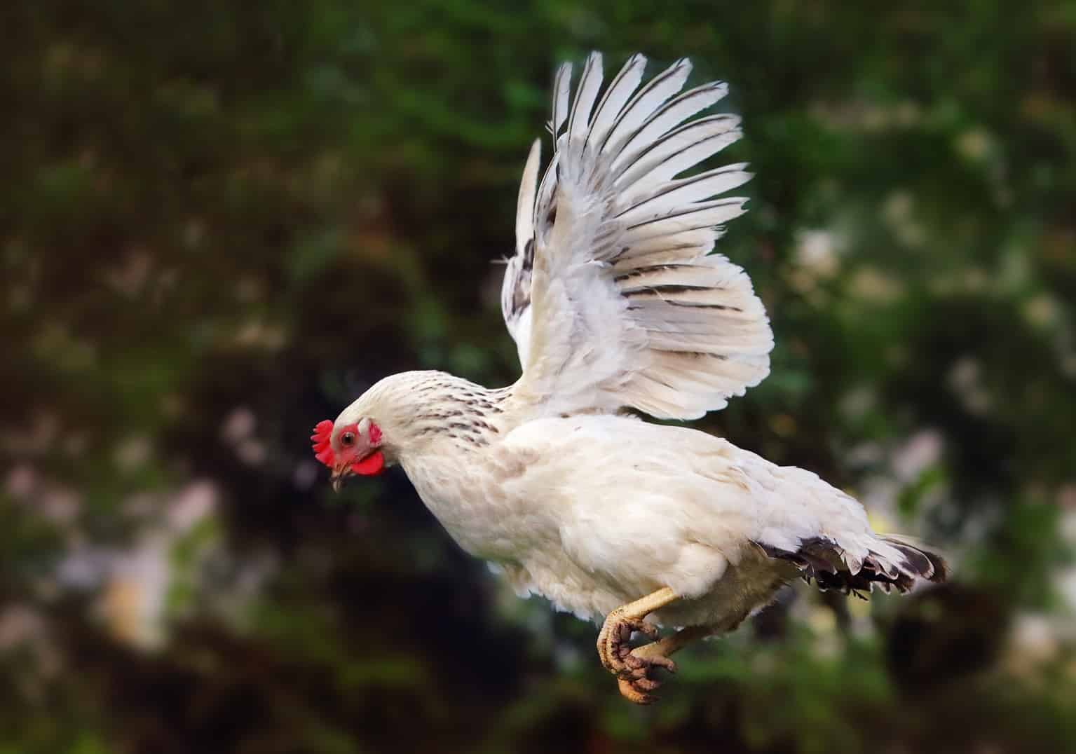 Discover Just How High Chickens Can Fly - A-Z Animals