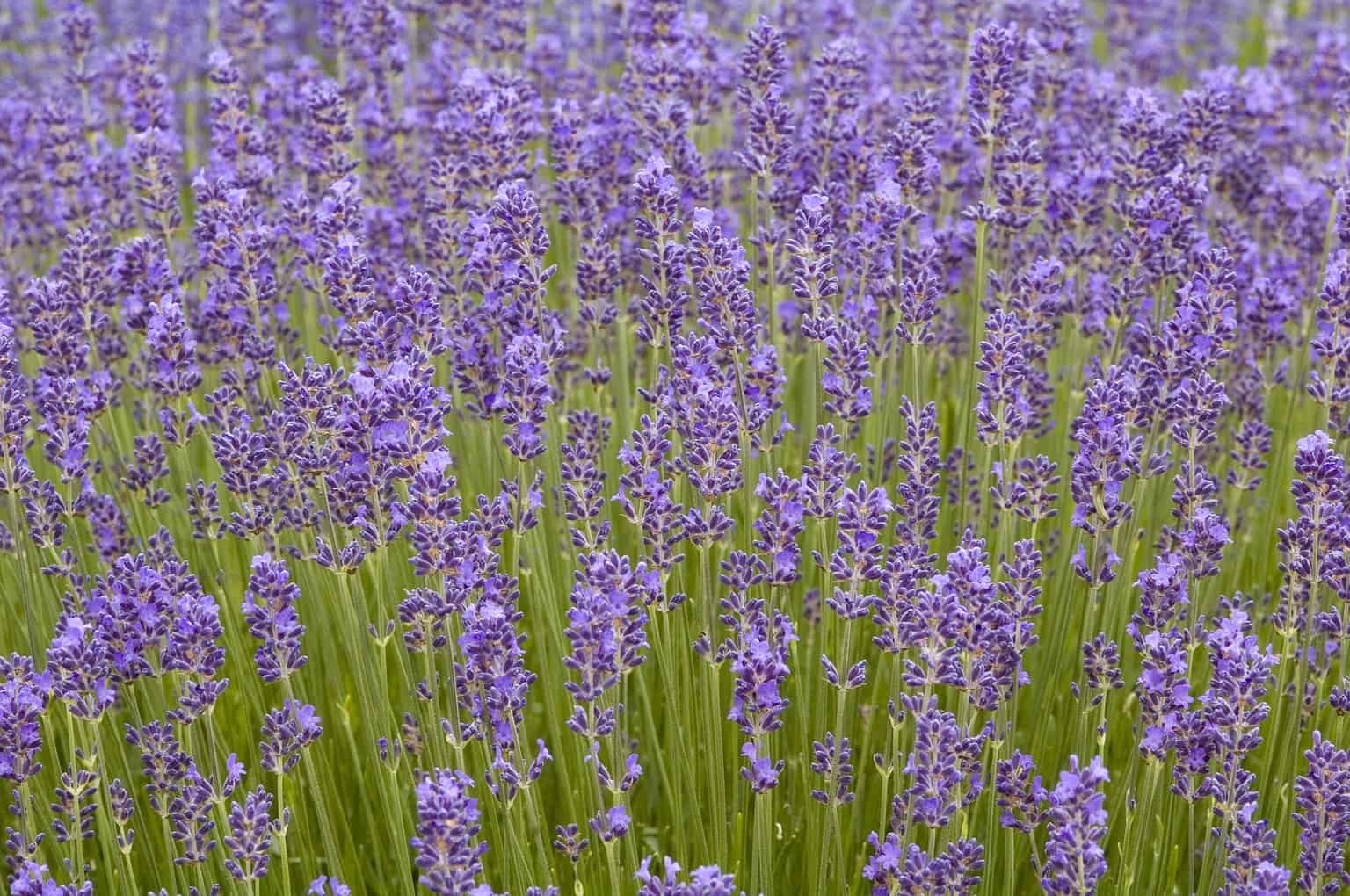 This Is How Mice Feel About Plants - A-Z Animals Slideshows