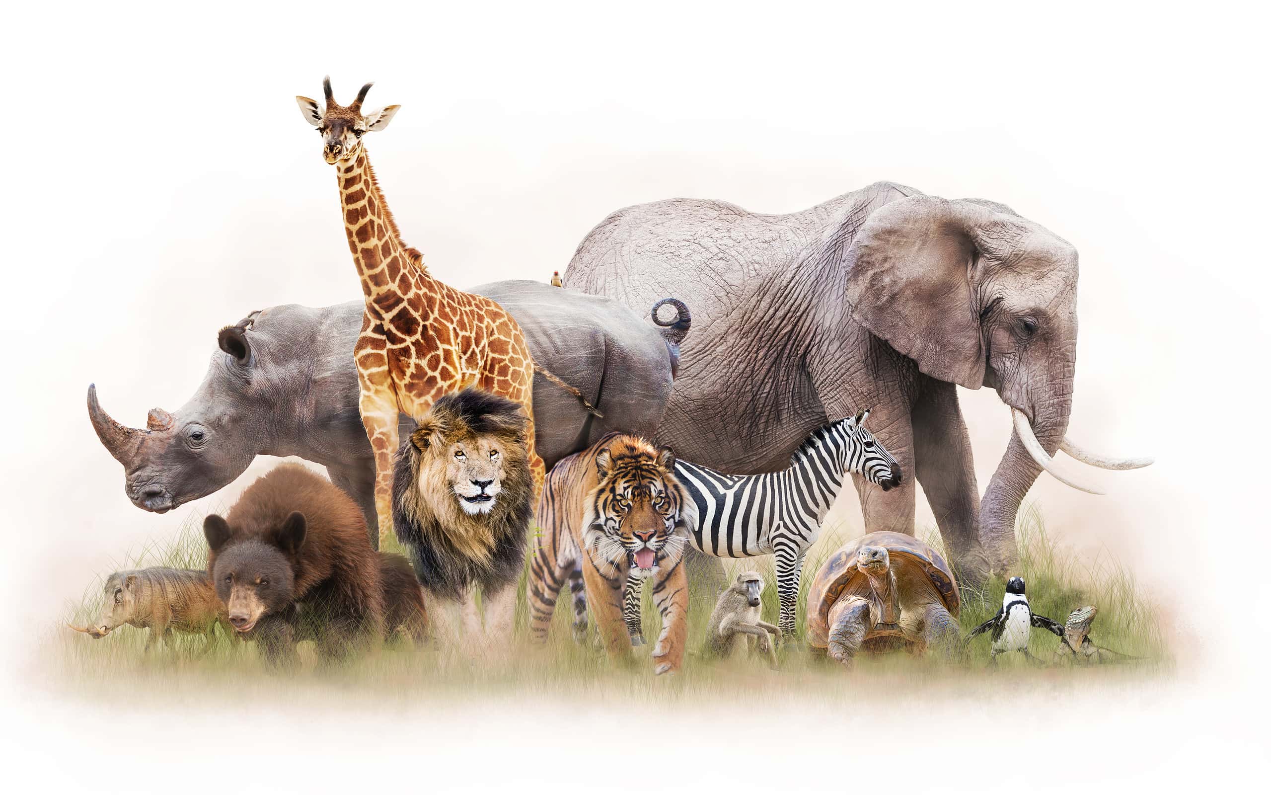 Discover the Science Behind Why There Are No Three-Legged Animals - A-Z ...