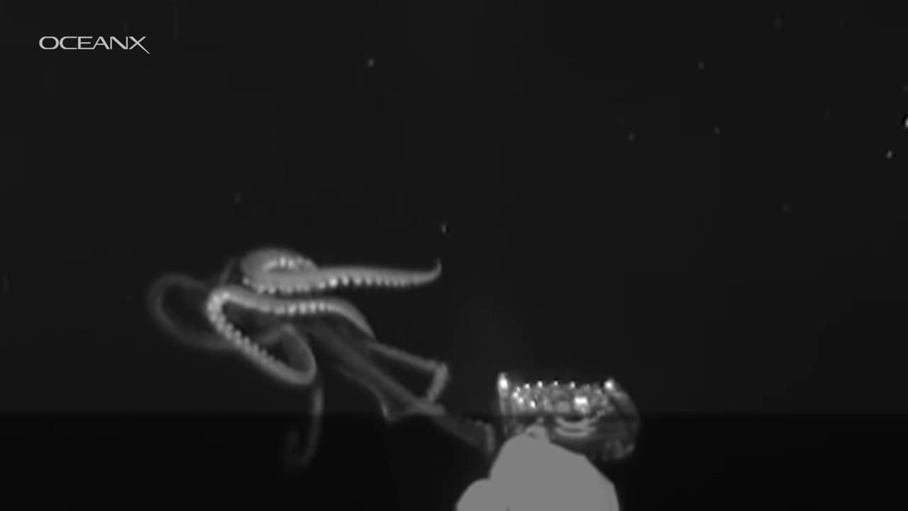 Giant Squid Spotted in Deep Waters, the First Ever Filmed in U.S ...
