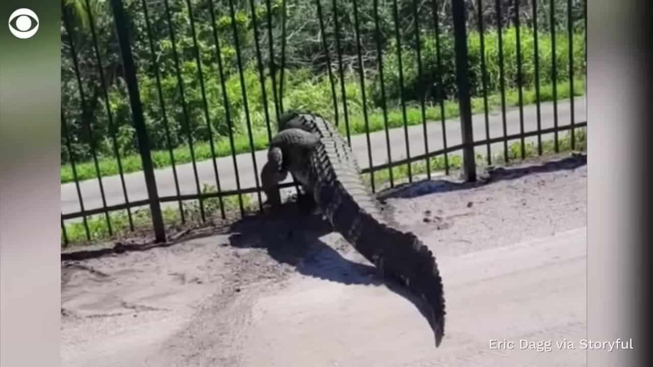 Mighty Alligator Breaks Through Thick Metal Fence in Striking Display ...