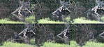 How Smart Are Gorillas? Everything We Know About Their Intelligence - A ...