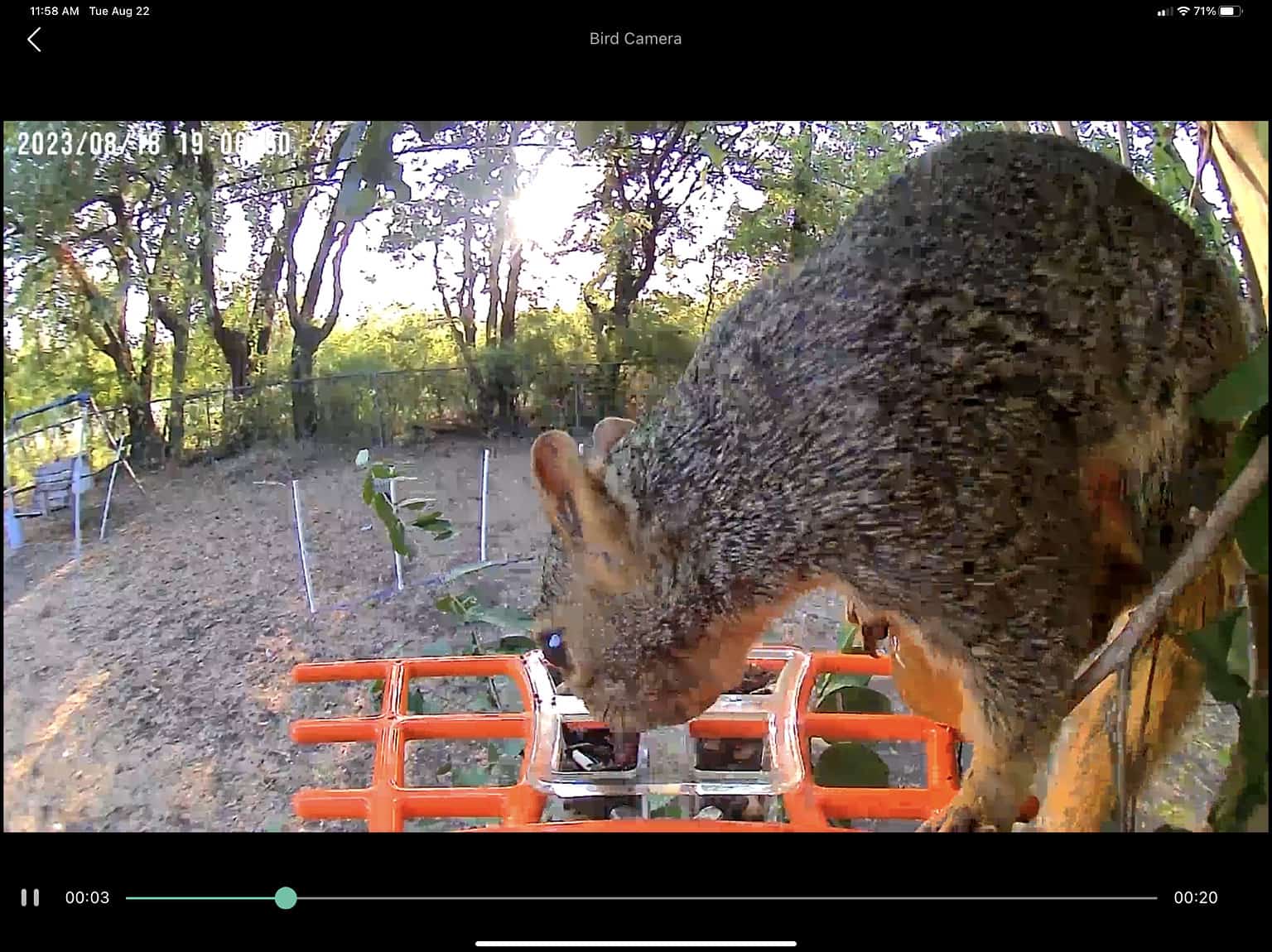 13 Signs There are Squirrels in the Attic: Removal Tips, Safety ...