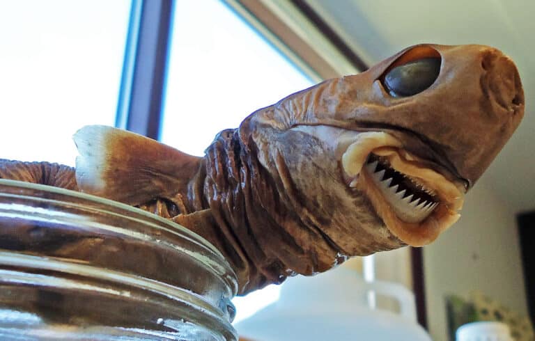 Meet the Cookiecutter Shark, a Bizarre Predator With a Signature ...