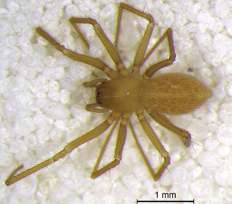 See the Minuscule New Species of Spider Discovered in Cave - A-Z Animals