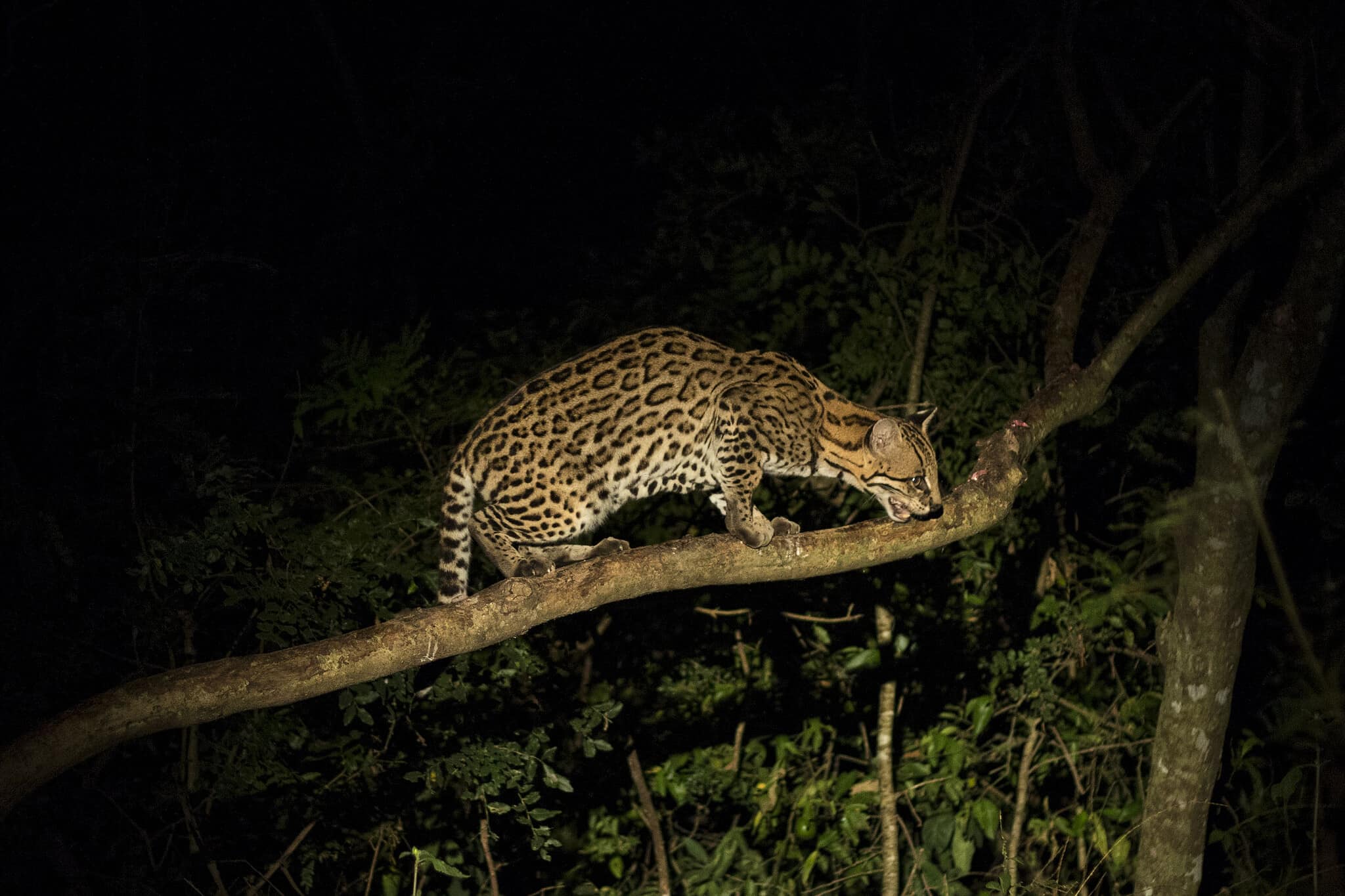 10 Interesting Facts About Ocelots - A-Z Animals