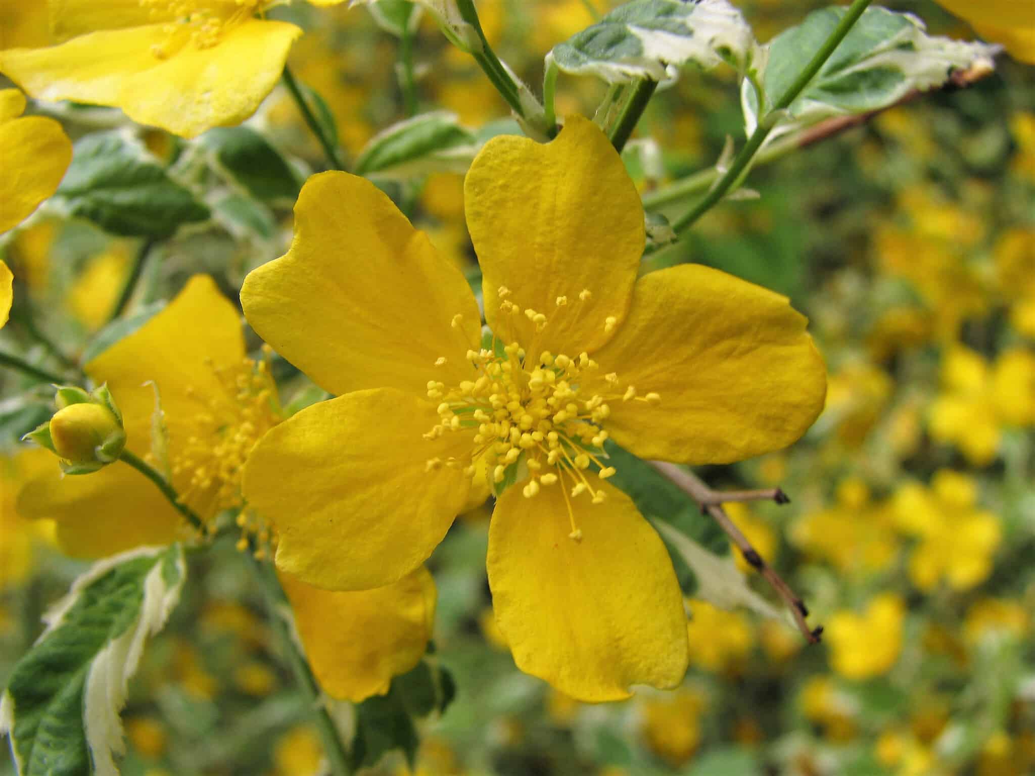 6 Gorgeous Flowers That Start With "K" - A-Z Animals