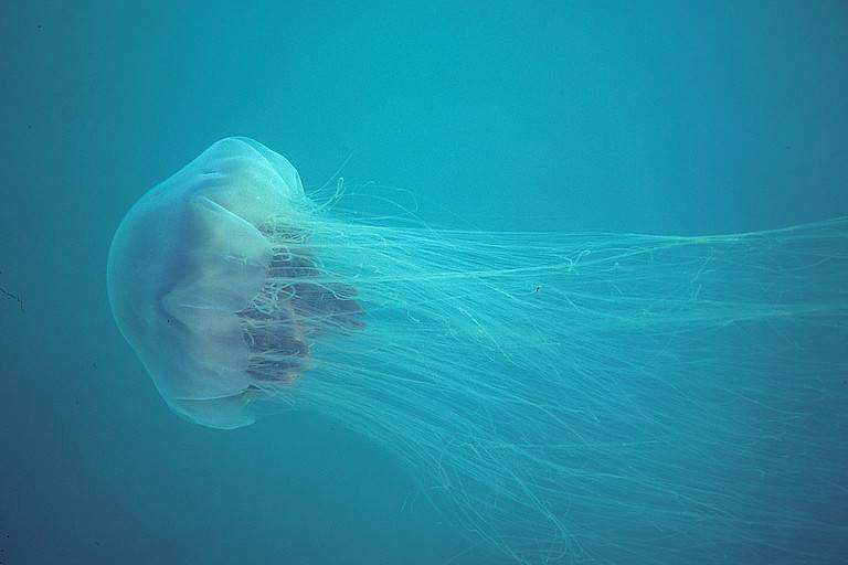 The 9 Colors Of Jellyfish (Rarest to Most Common)